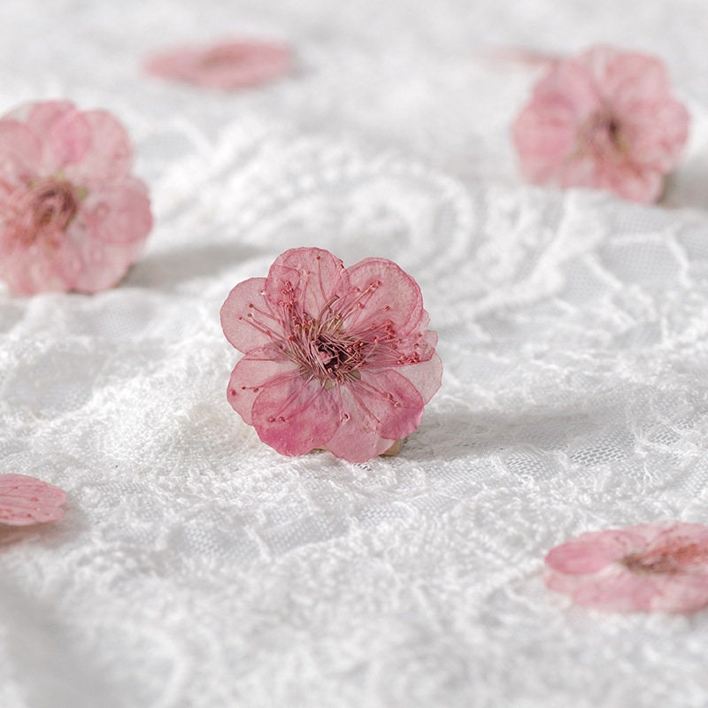 Pressed Flowers6 Pcs/pack Pink Plum Blossom Real Pressed Dry - Etsy