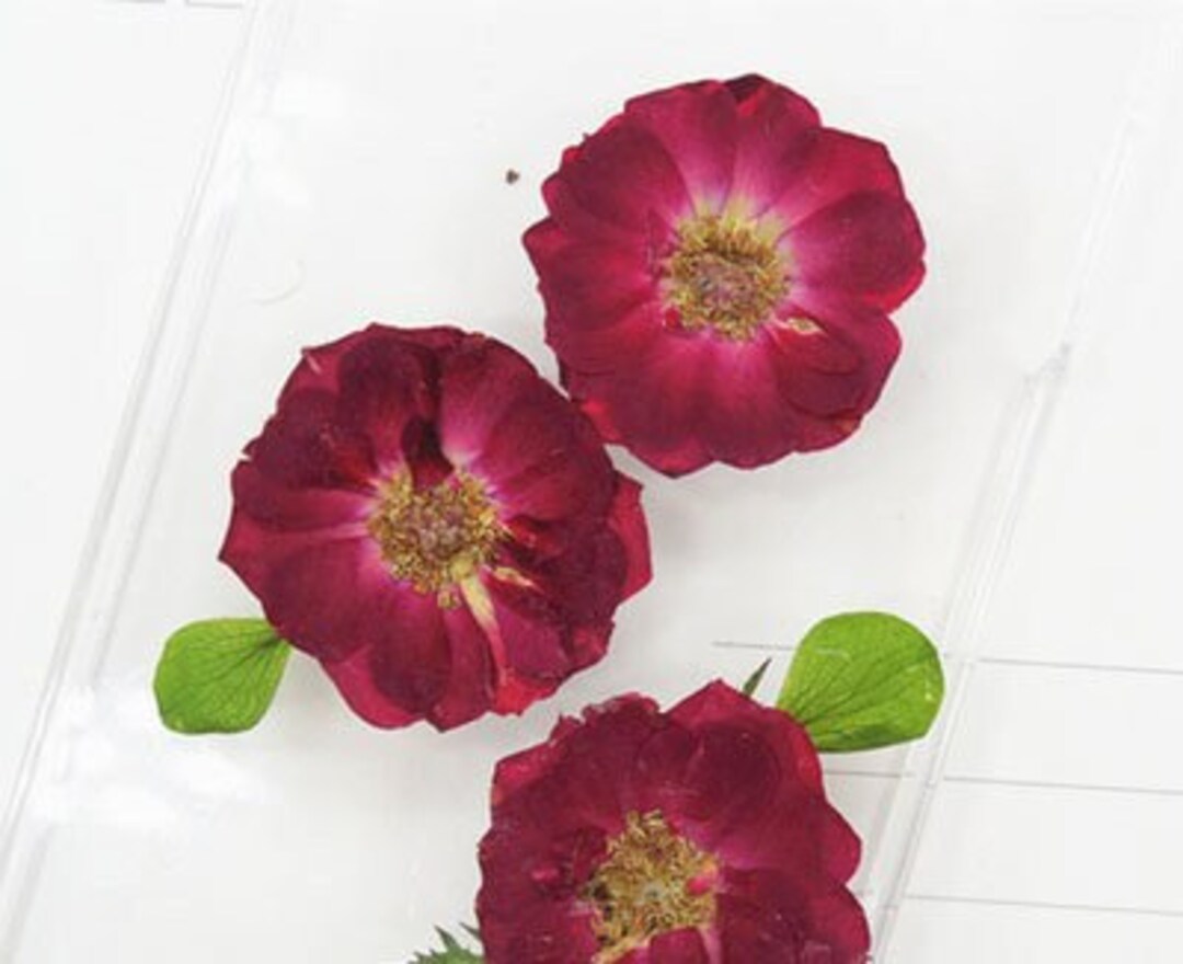 Pressed Flowers,10 Pcs/pack,mini Red Rose(2.5-3cm),real Dry Flowers ...