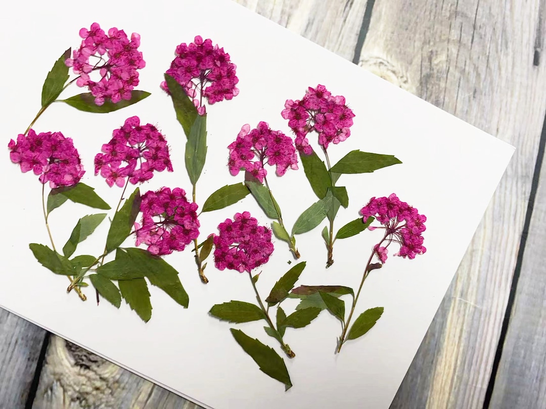 Pressed Flowers,6 Pcs /pack,rose Red Pressed Flower,pressed Flat Dried ...