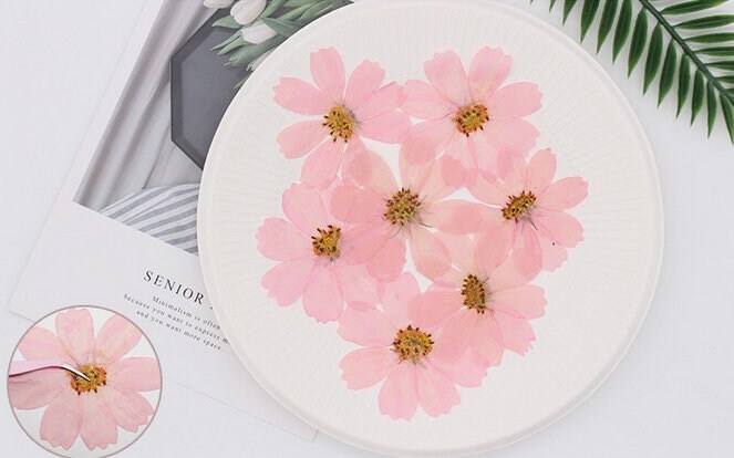 Pressed Flowers,6 Pcs/pack, Pink Garden Cosmos,pressed Dry Flowers ...