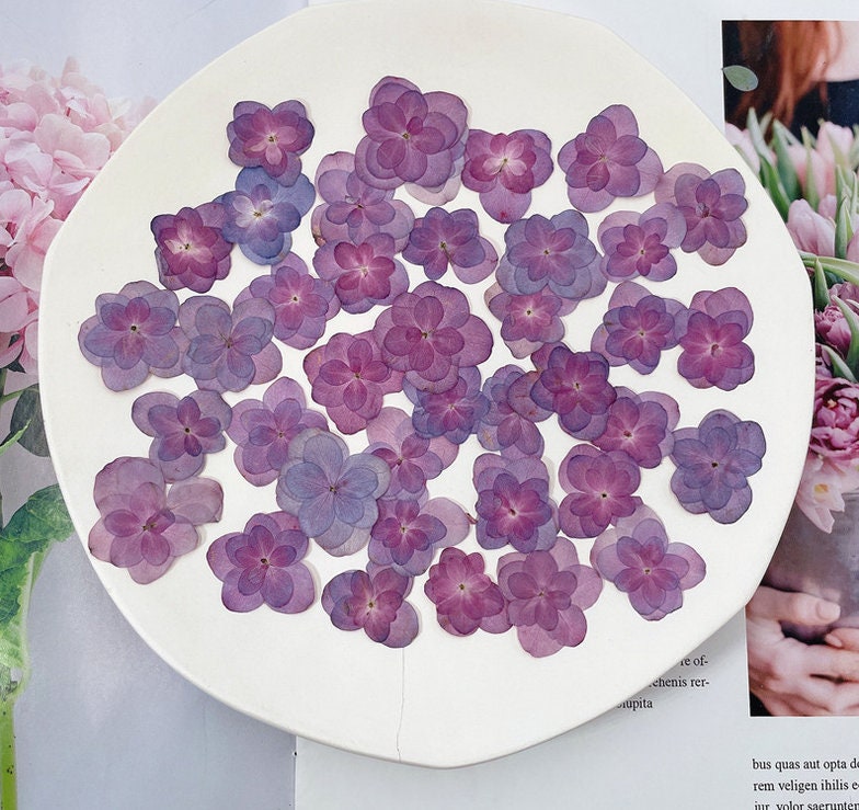 Pressed Flowerspink Purple Dried Pressed Hydrangea Flowers 6 - Etsy