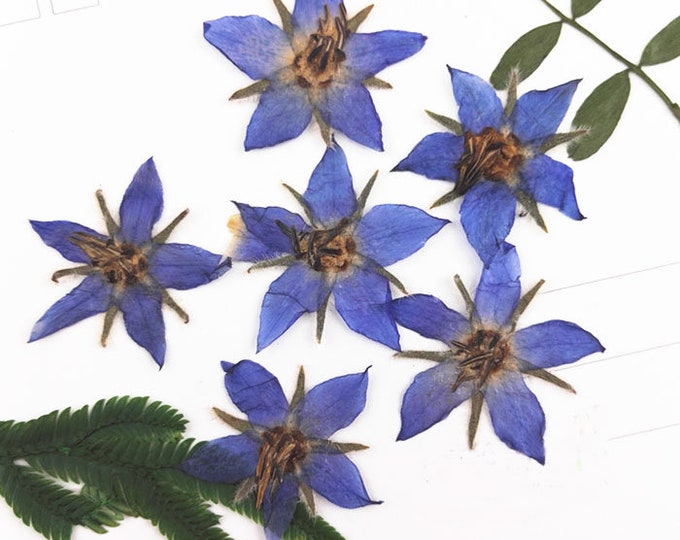 Pressed Flowers6 Pcs/pack Pink Plum Blossom Real Pressed Dry - Etsy