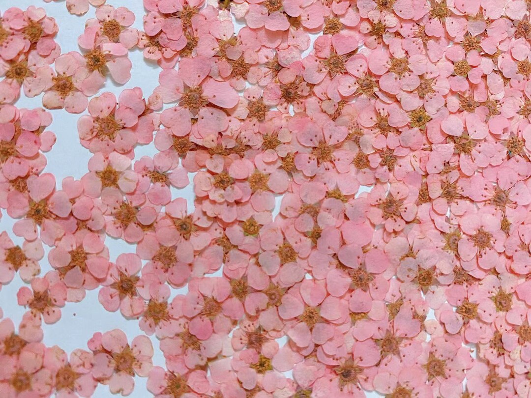 Pressed Flowers,set of 100 Pcs,light Pink Real Pressed Dry Flowers,pink ...