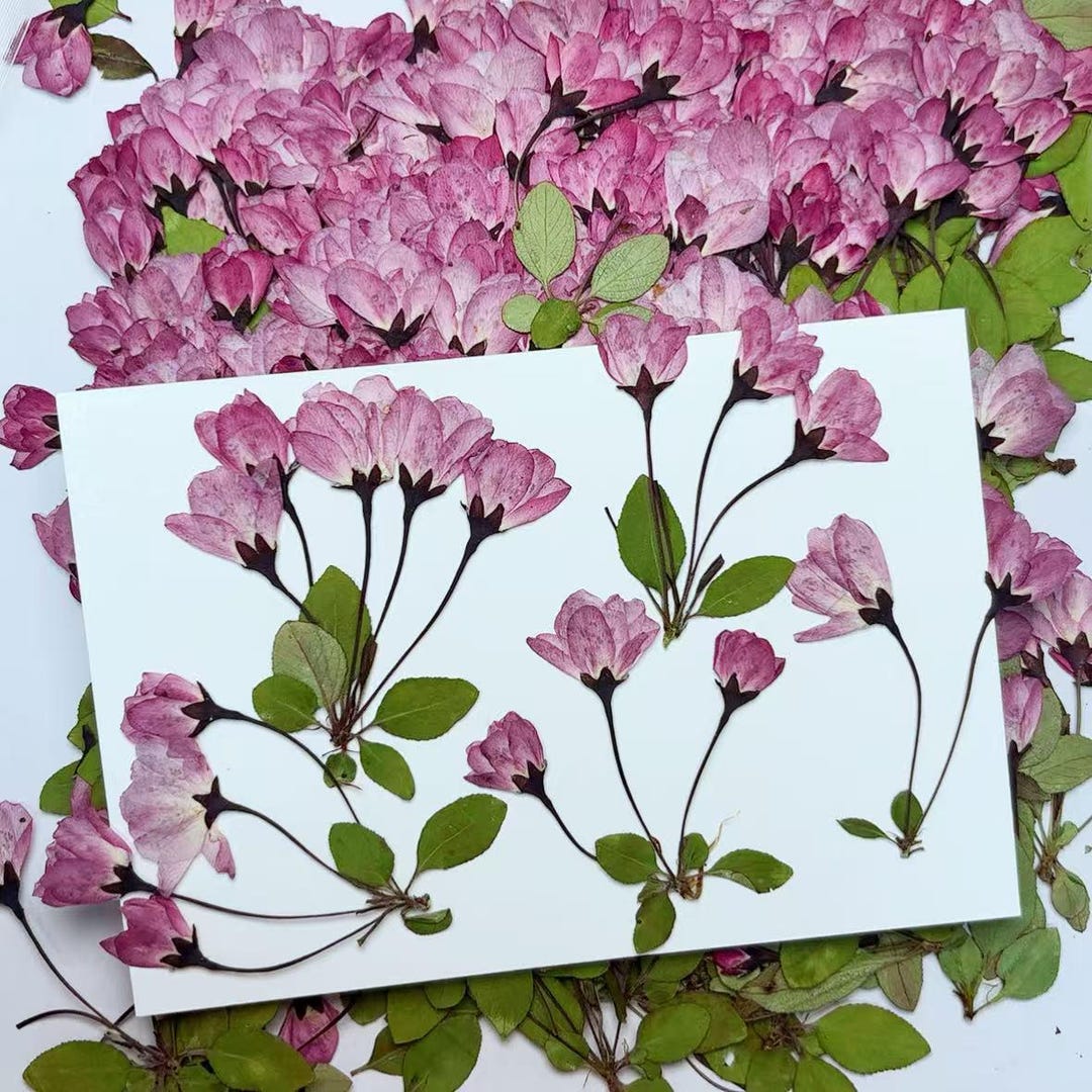 Pressed Flowers 6 Pcs/pack,pressed Flowers,purple Begonia,dry Flowers ...