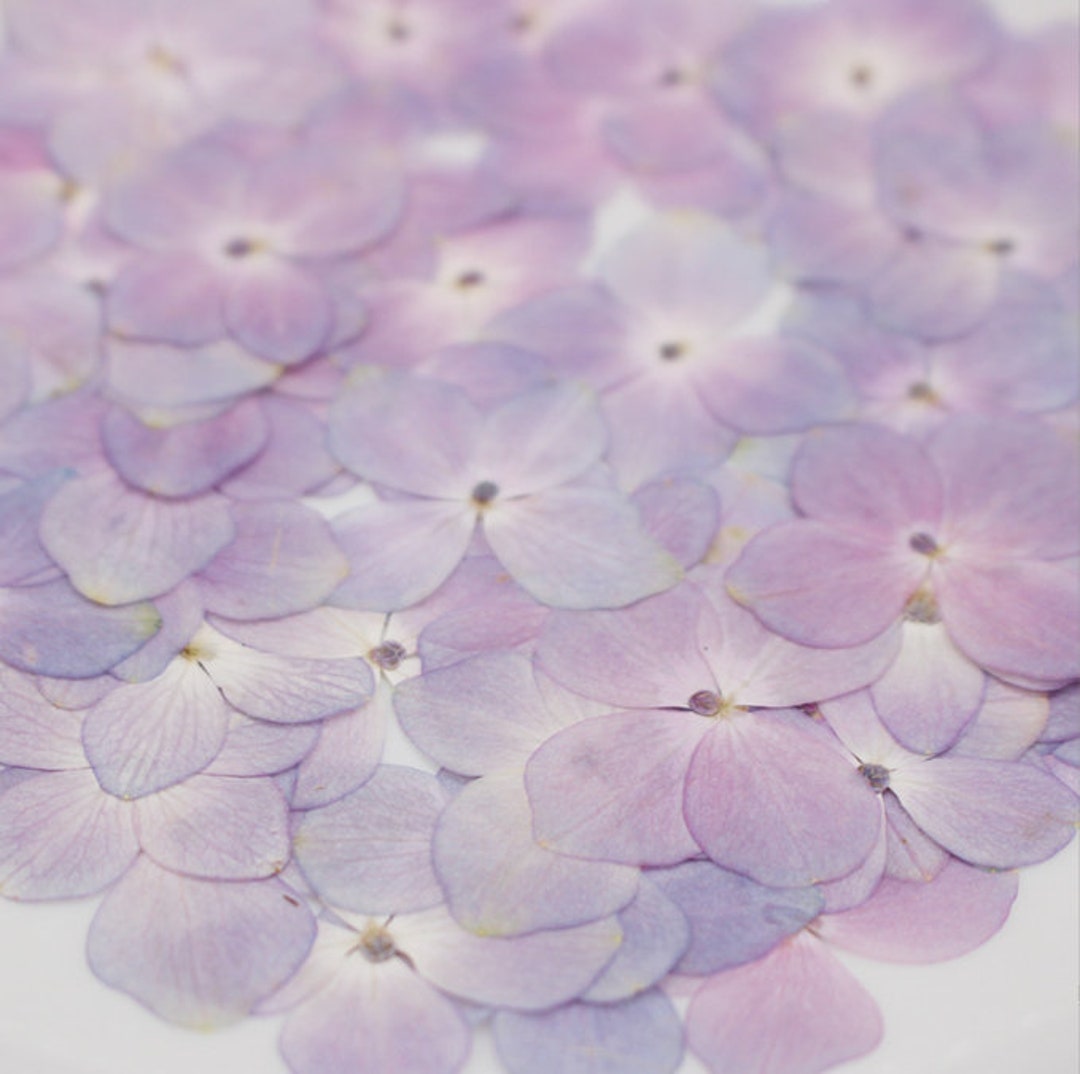 Pressed Flowers,light Purple Big Hydrangea,12pcs/pack,real Pressed Dry ...