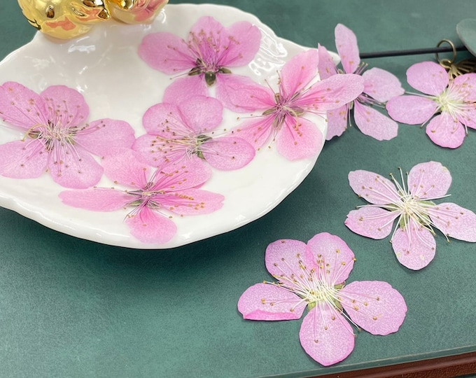 Pressed Flowers6 Pcs/pack Pink Plum Blossom Real Pressed Dry - Etsy
