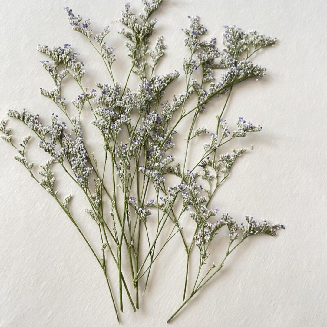 Blue White Dried Limonium: Pressed Flower Stems (10 Pcs) - Etsy