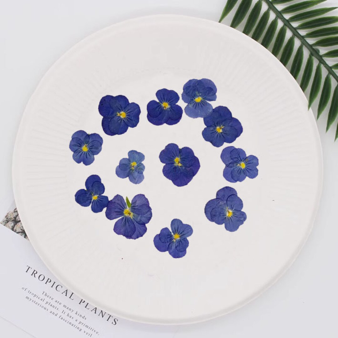 Pressed Flowers12 Pcs/pack,pressed Flowers,purple Beige Violets,dry ...