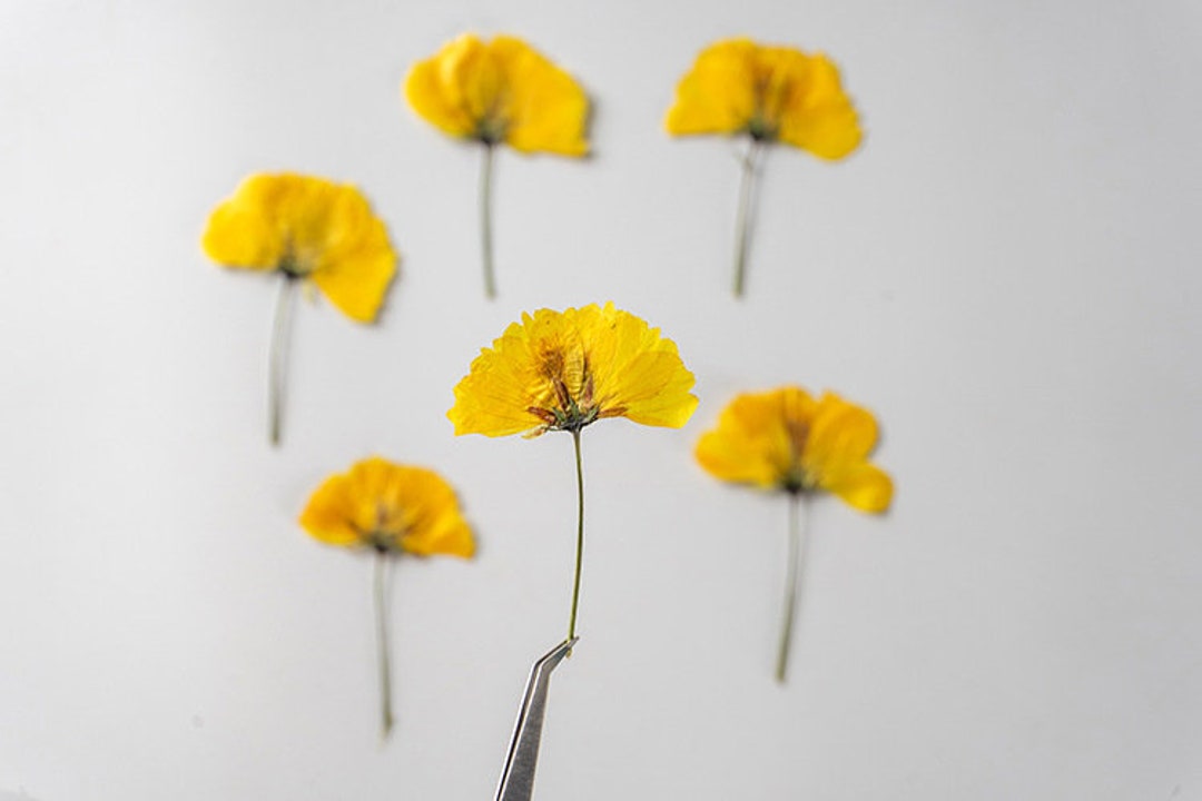 Pressed Flowers,yellow Pressed Flowers 12 Pcs/pack,yellow Cosmos ...