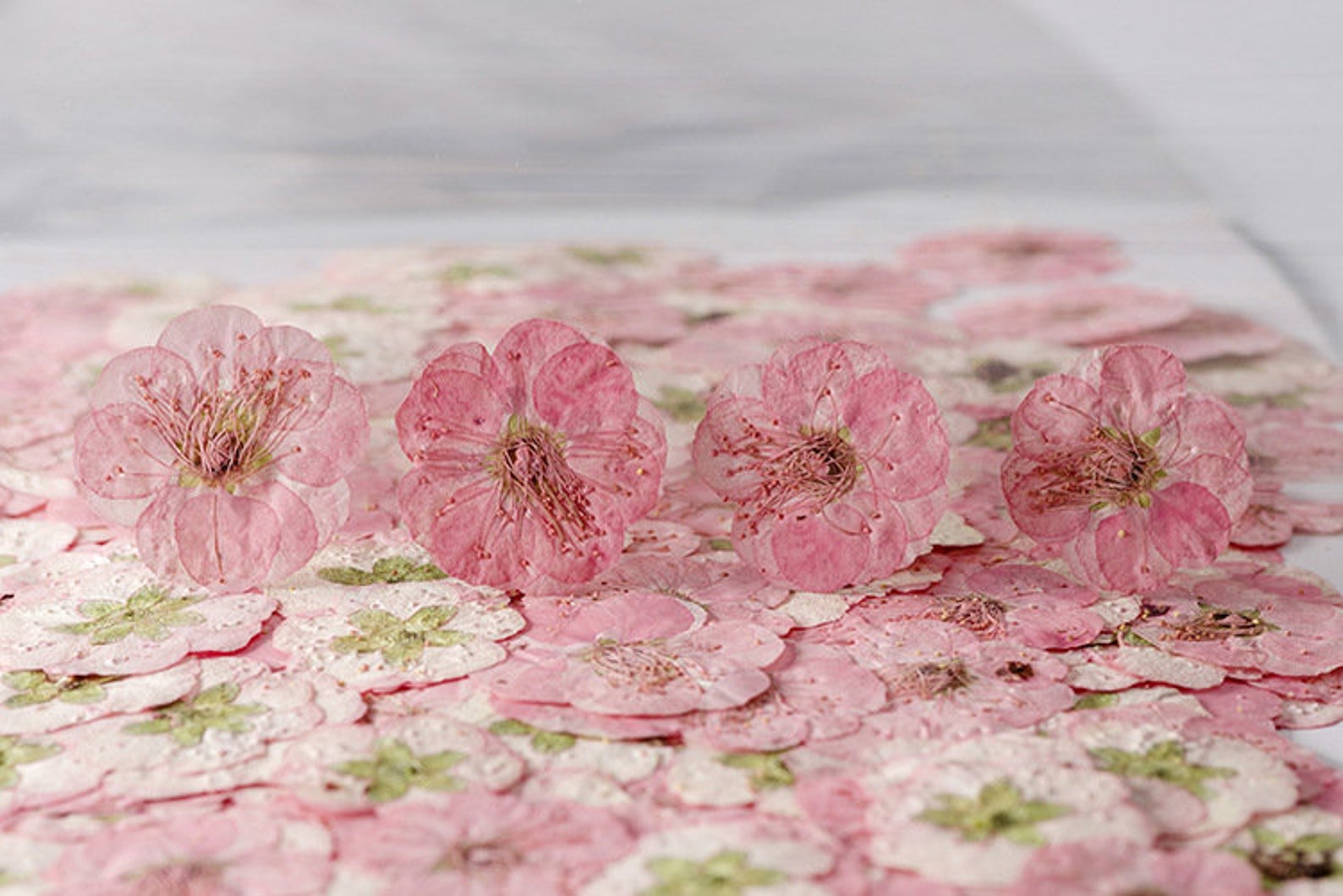 Pressed Flowers6 Pcs/pack Pink Plum Blossom Real Pressed Dry - Etsy