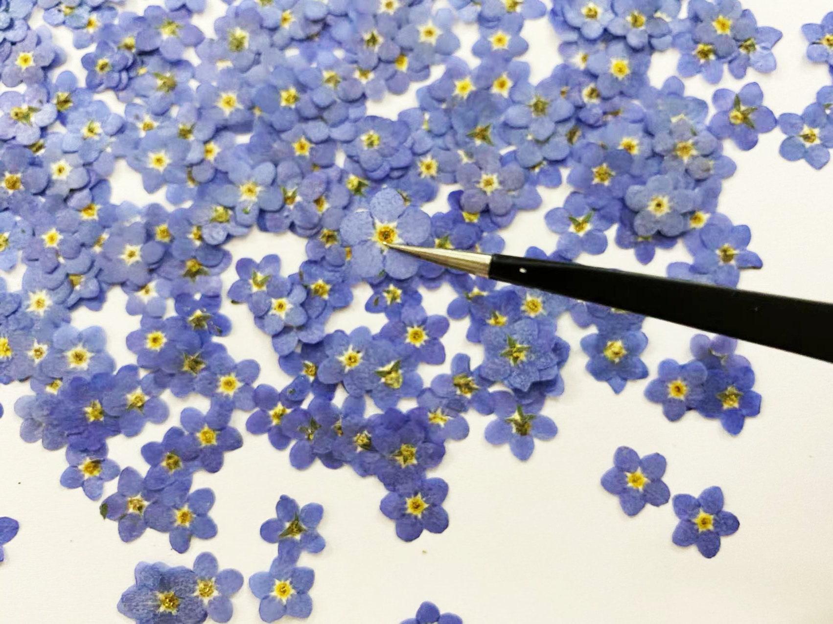 Pressed Flowersblue Pressed Flowersblue Small Dried - Etsy