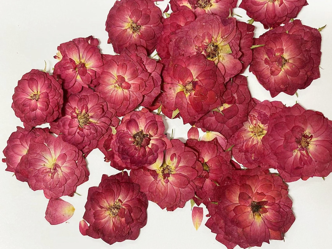 Pressed Flowers,10 Pcs/pack,red Rose,real Pressed Dry Flowers Pressed ...