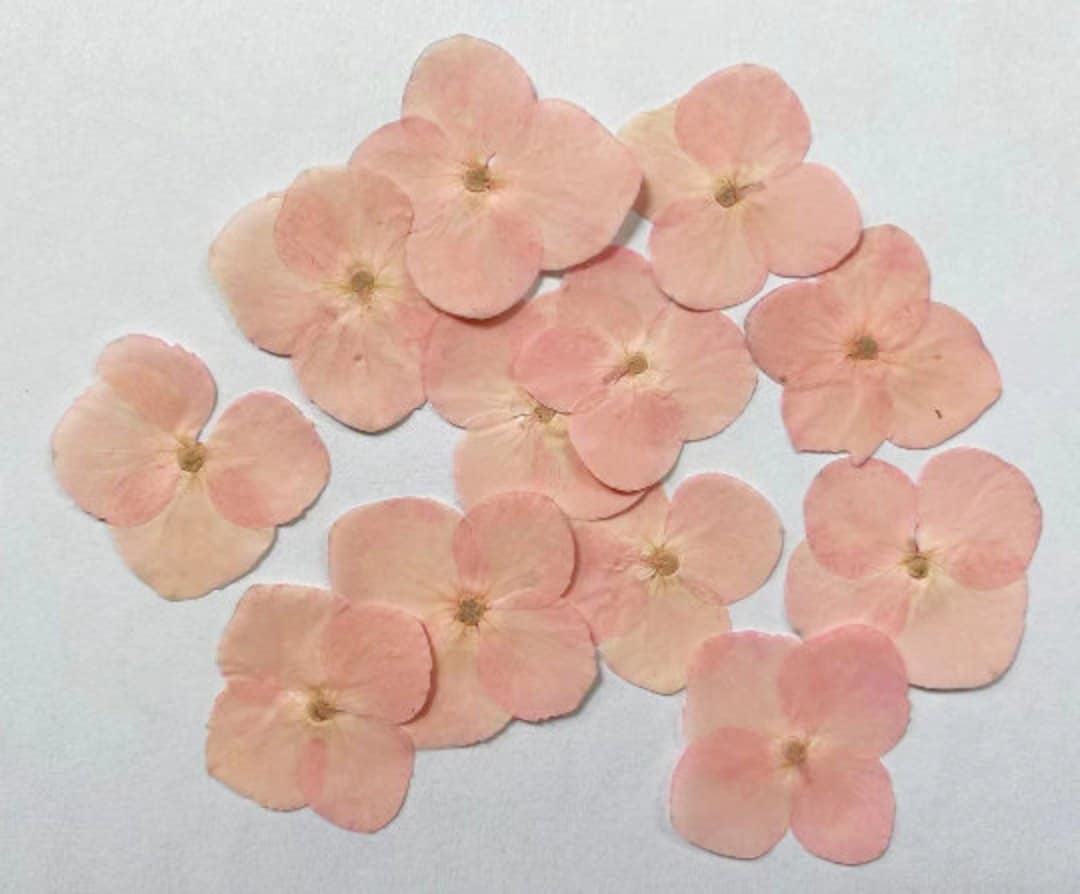 12 Pcs/pack, Pressed Flowers, Big Pink Hydrangea Real Pressed Dry ...