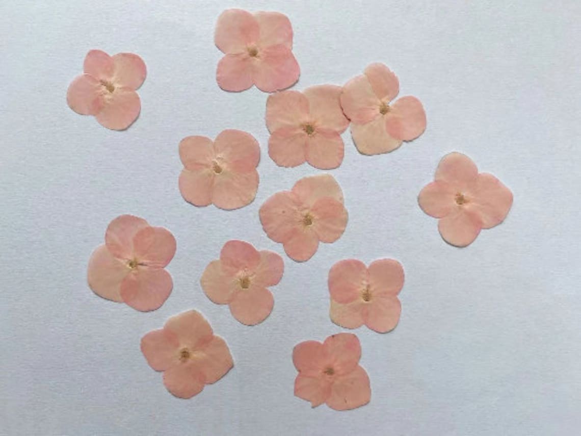12 Pcs/pack Pressed Flowers Big Pink Hydrangea Real Pressed - Etsy