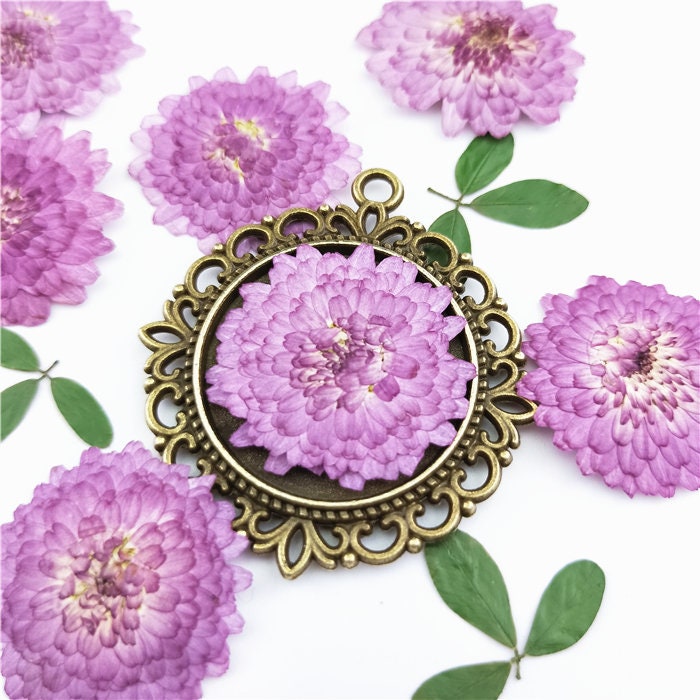 12 Pcs Pressed Flowerspurple Chrysanthemum Real Pressed Dry - Etsy