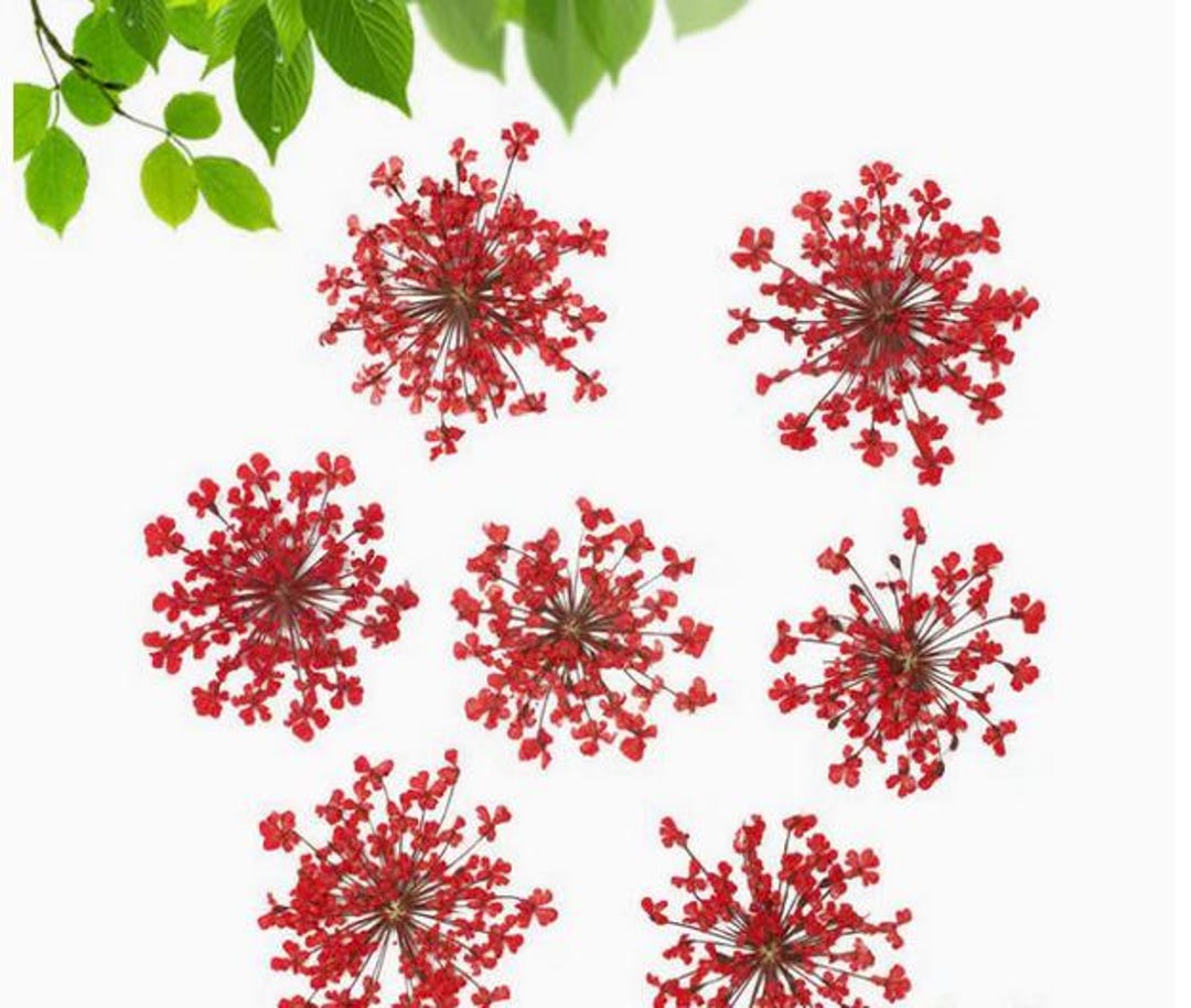 Red Snow Pearl Pressed Flowers: Lace Embellishments, 10pcs - Etsy