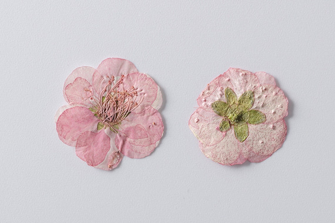 Pressed Flowers6 Pcs/pack Pink Plum Blossom Real Pressed Dry - Etsy