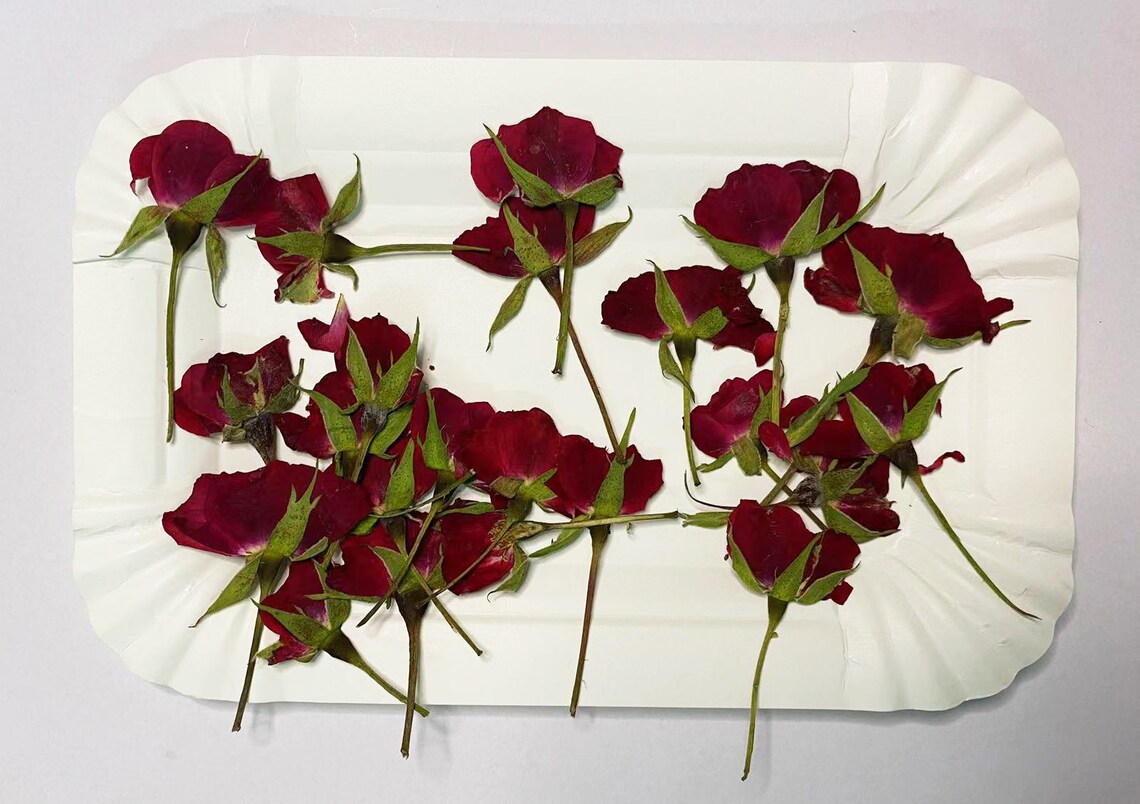 Pressed Flowersred Rose Pressed Flowers 12 Pcs/pack Dry - Etsy