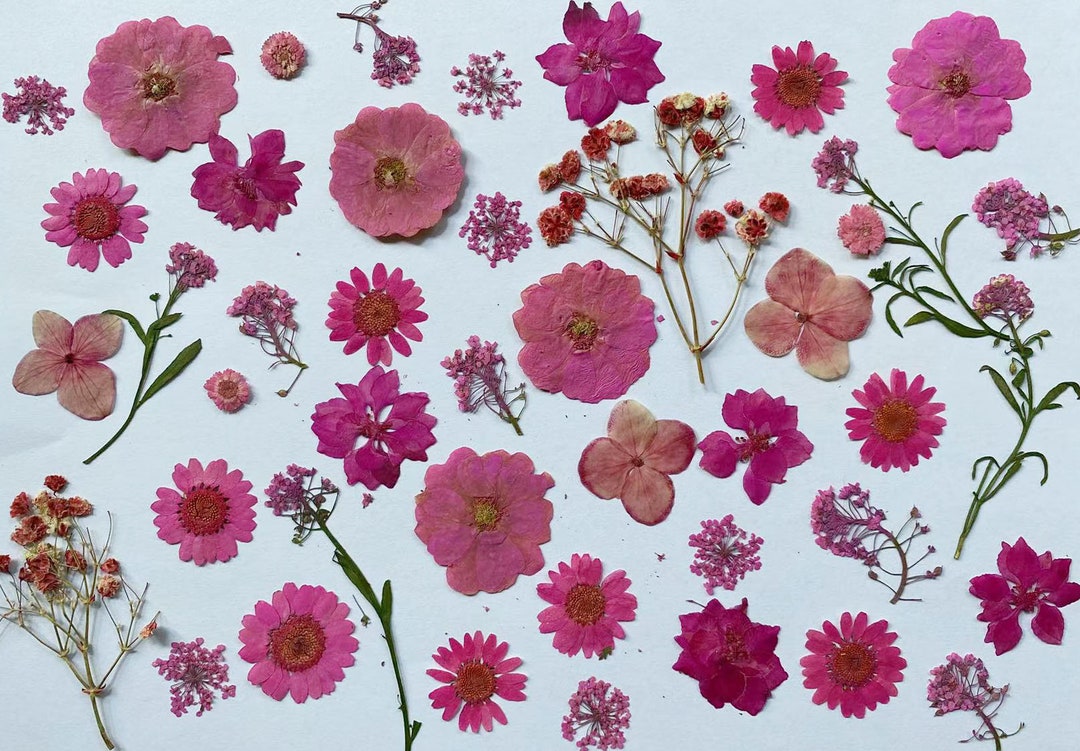 Pressed Flowers, Rose Red Pressed Flowers,20-100 PCS Pink Mixed Pack ...