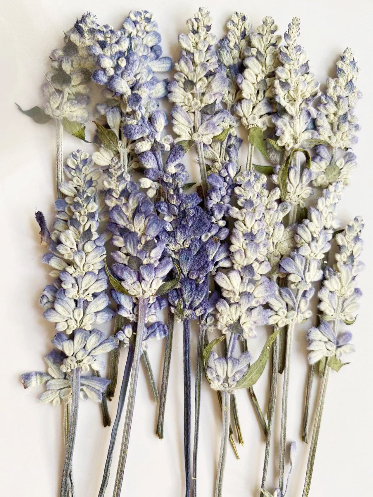 Pressed Lavender Flower Stems: Blue & White Dried Flowers (10 Pcs) - Etsy