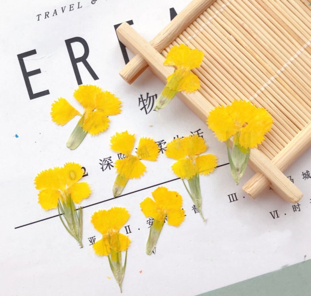 Pressed Flowers,6 Pcs Pressed Flowers,yellow Carnations Flowers,pressed ...