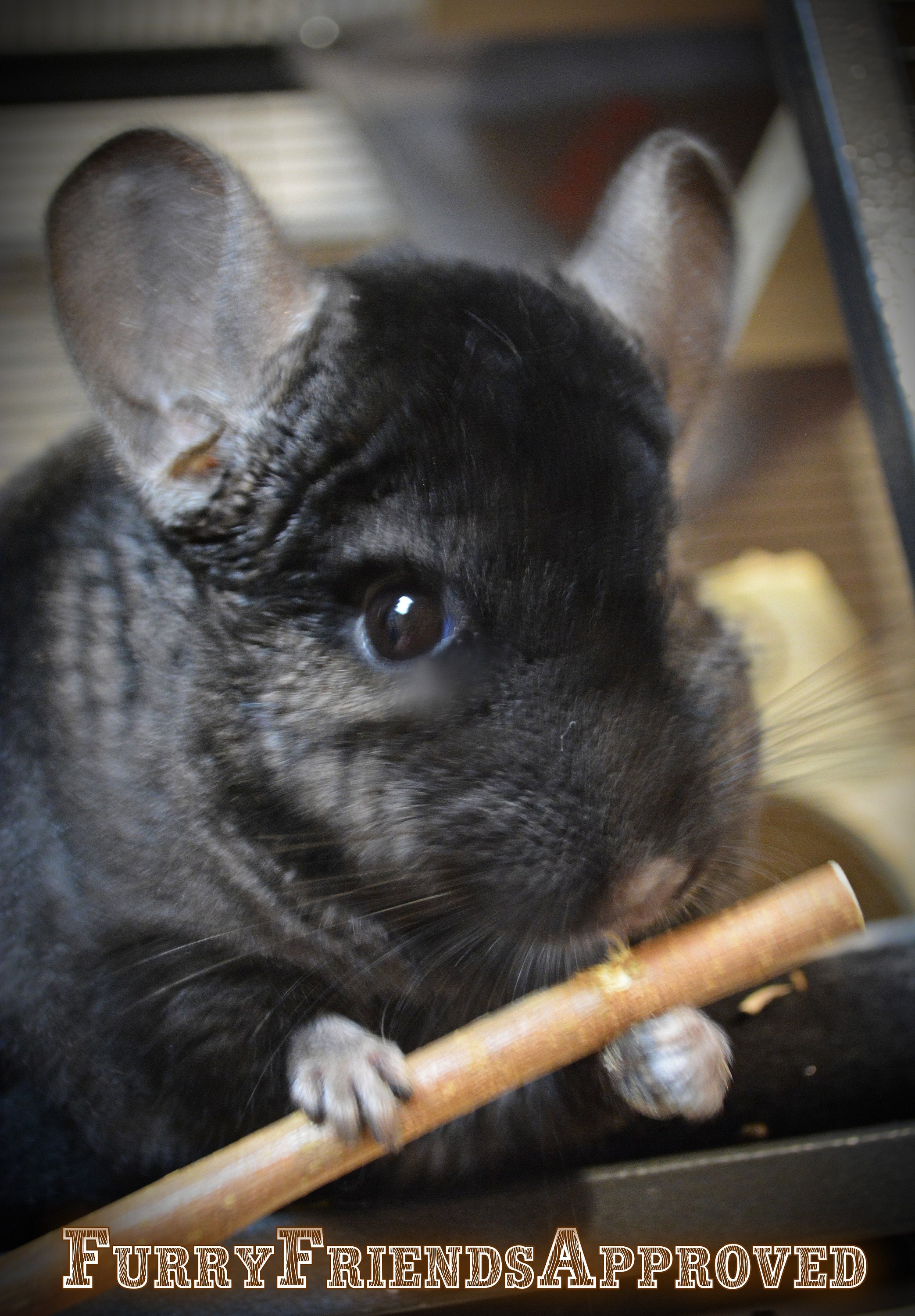 Mulberry Sticks, Treats for Small Pets, Chinchilla, Rabbit, Hamster ...