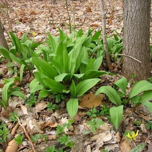 West Virginia Wild Ramp Salt Seasoning 3 Oz - Etsy