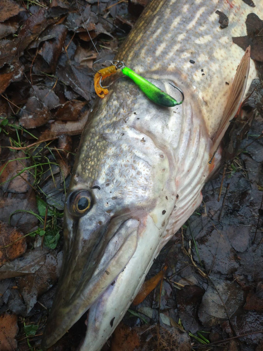 Neon Colors, Crinkle Mottled Effect Silver for Jig, Head Fishing Lure ...