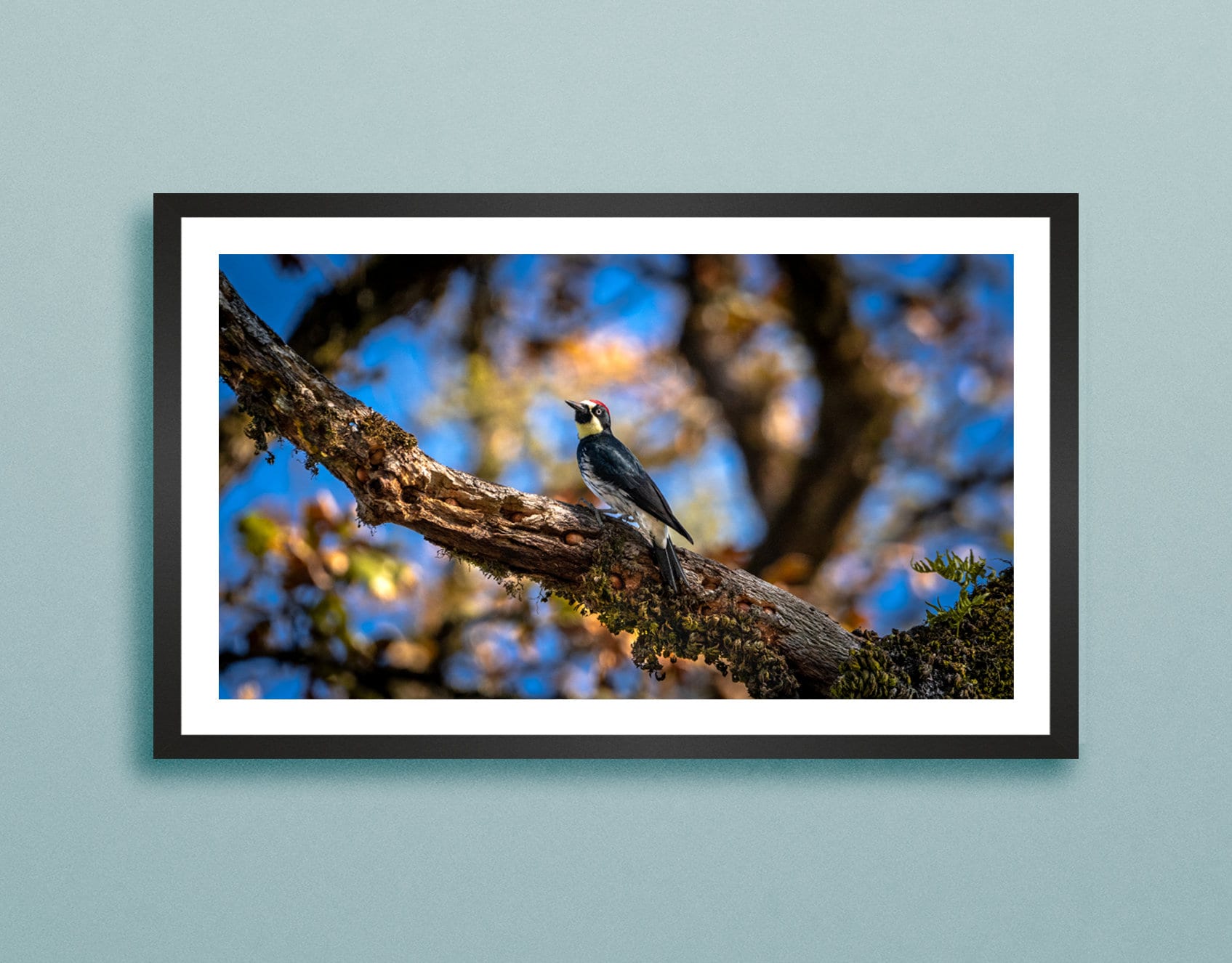 Acorn Woodpecker on Granary Branch Pacific Northwest Bird - Etsy