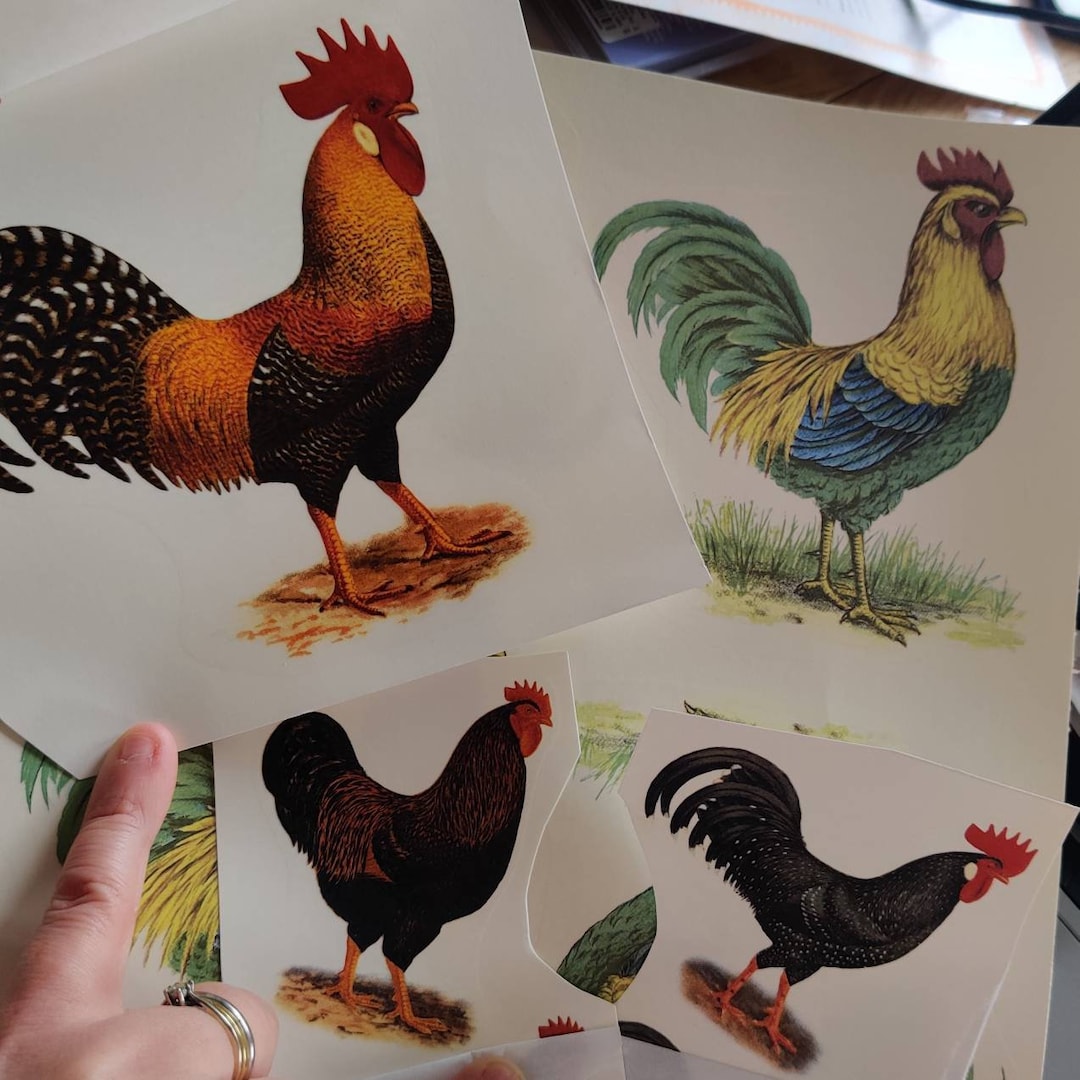 Ceramic or Glass Waterslide Decal - Chickens Different Breeds and Sizes ...