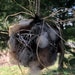 Bird Nesting Ball - Etsy