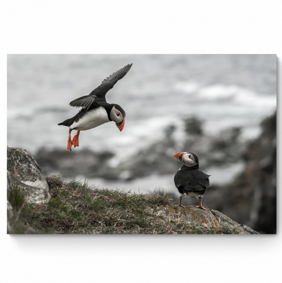 Atlantic Puffin Photo Print: Newfoundland Ocean Cliff Art - Etsy