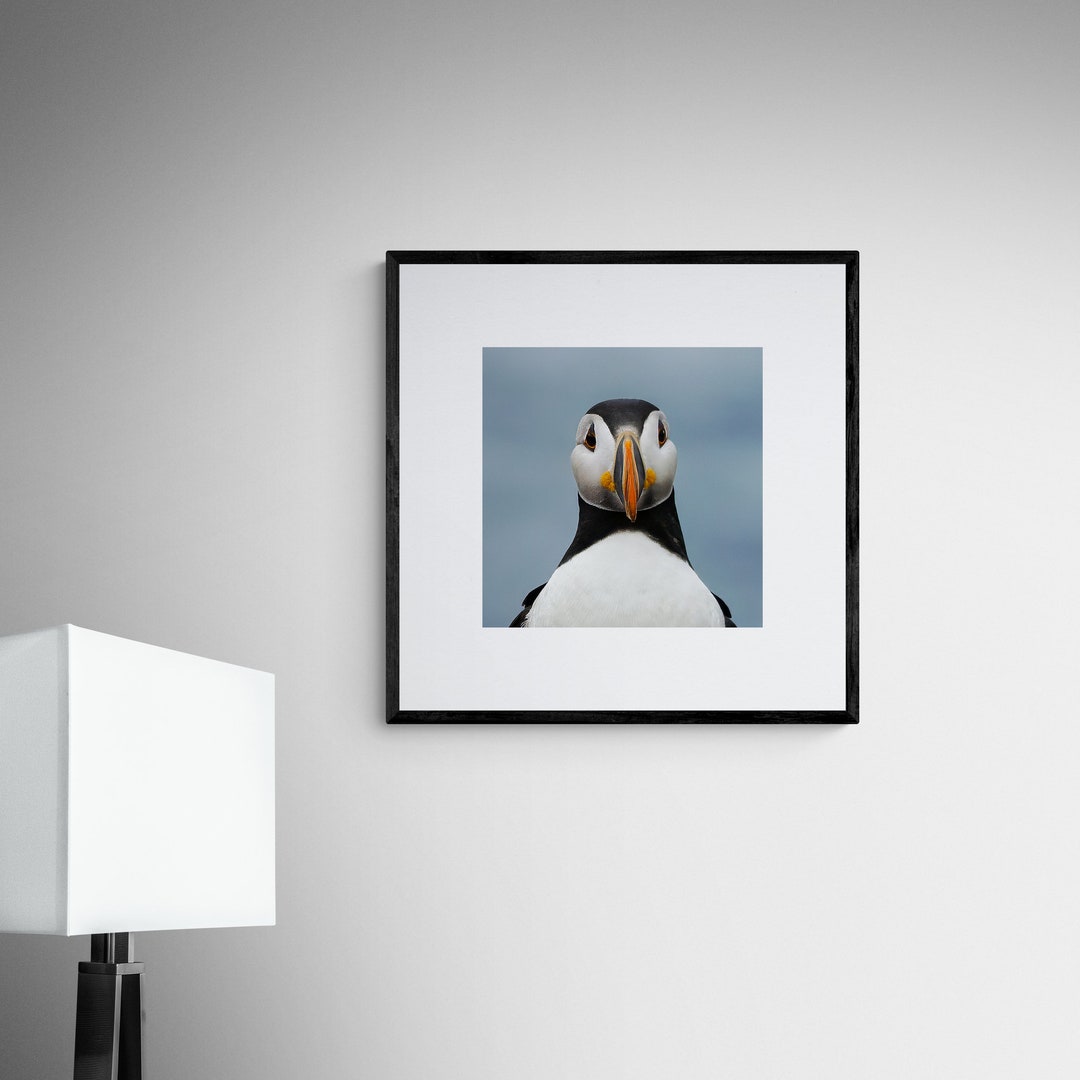 Atlantic Puffin Portrait, Cute Colorful Newfoundland Bird Art, Perfect ...