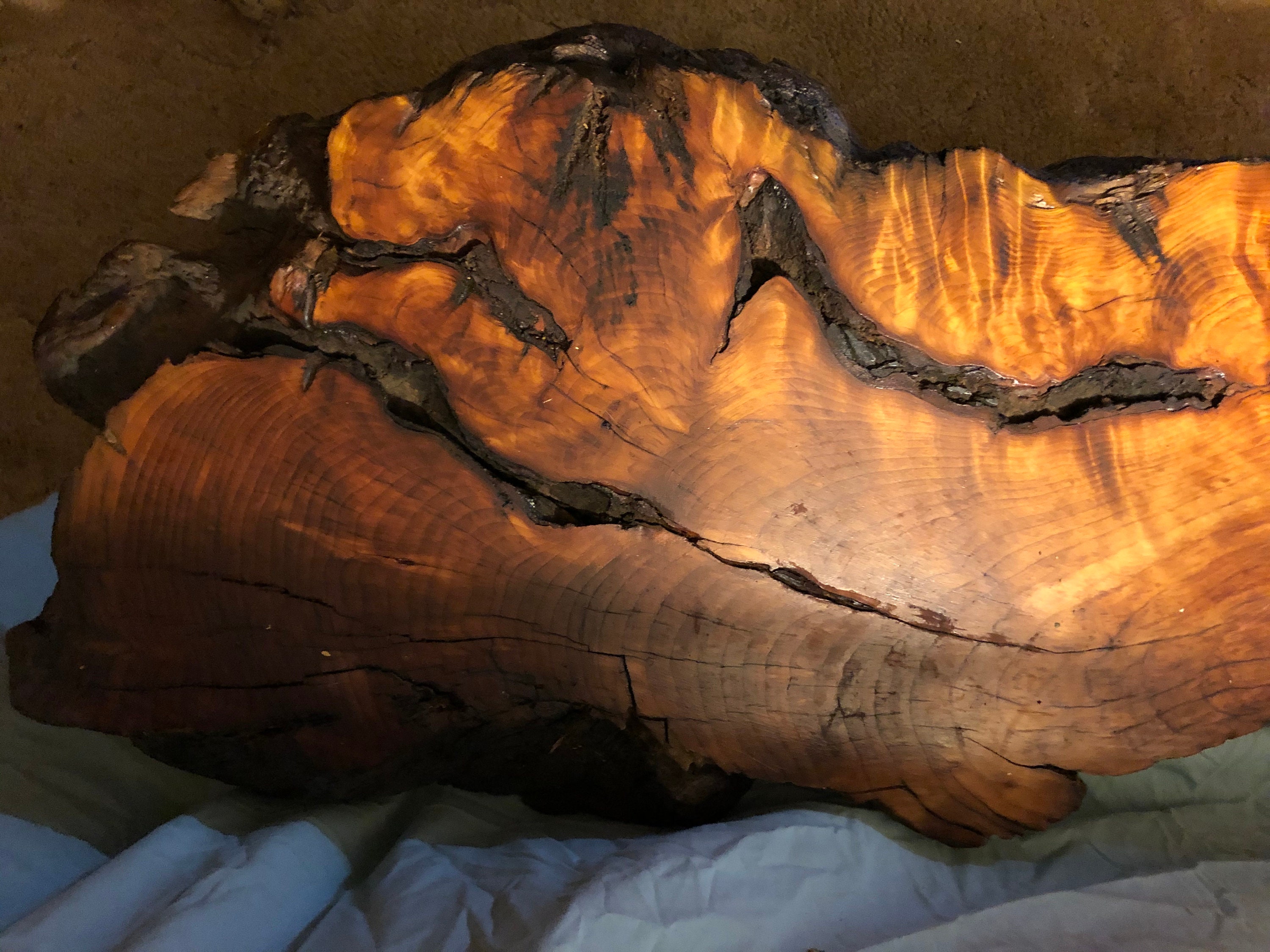Douglas Fir Burl Bench - Etsy