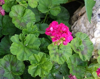 Ferns, Grasses & Bamboo Outdoor & Gardening Plants Coral Spice Ready to ...