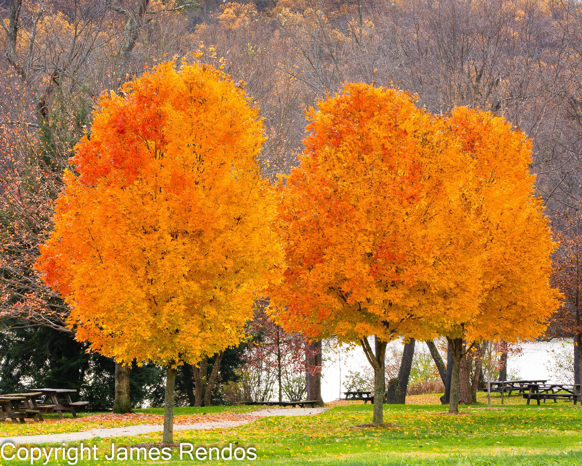 Three Bright Orange Trees in Full Fall Color. A Bright Display of ...