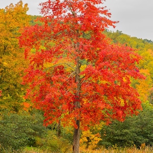 Red Autumn Tree Photo Wall Art Print: Colorful Fall Foliage, Lake ...