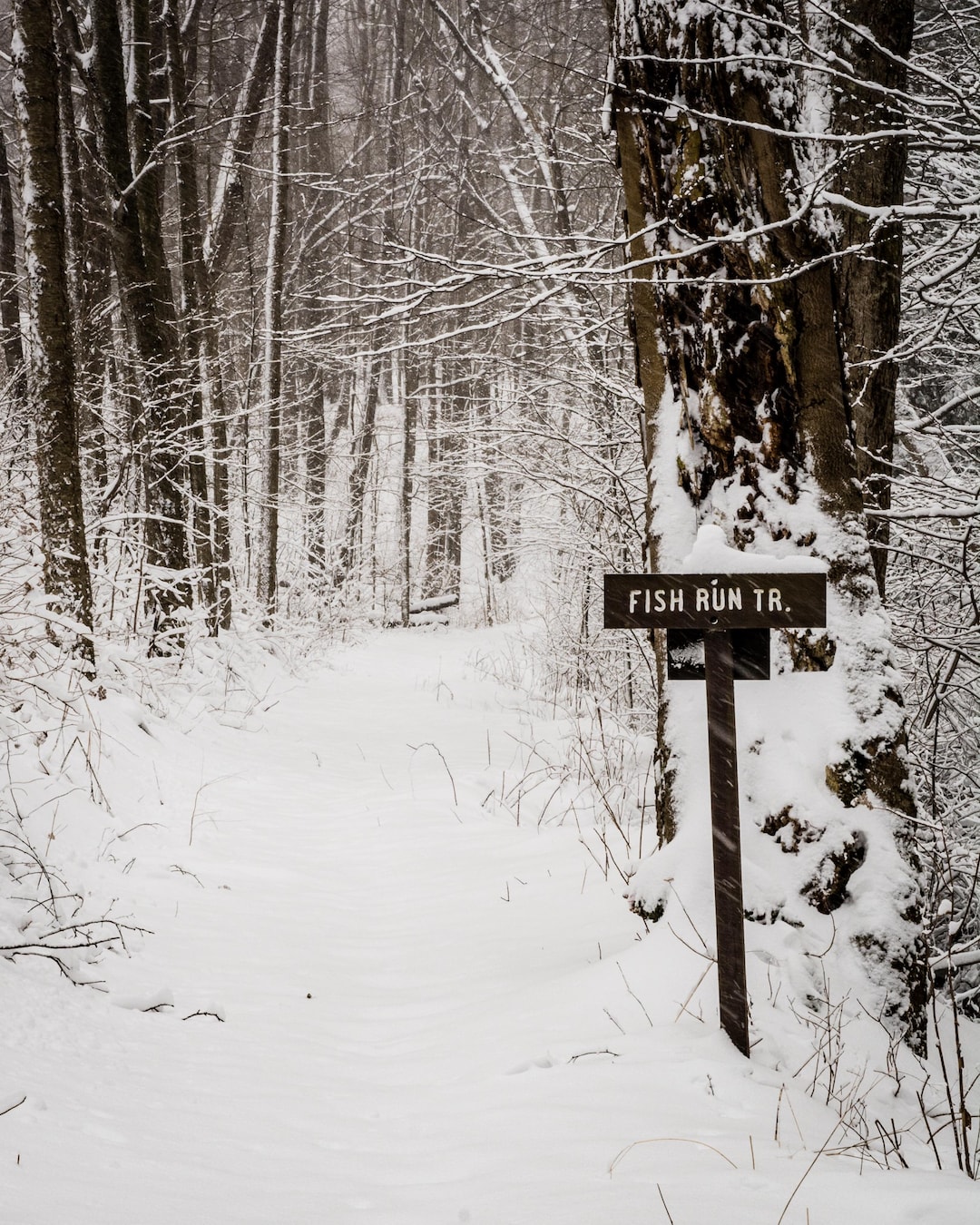 Winter Hiking Trail Photo Print, Snowy Forest Scene - Etsy