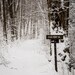 Winter Hiking Trail Photo Print, Snowy Forest Scene - Etsy