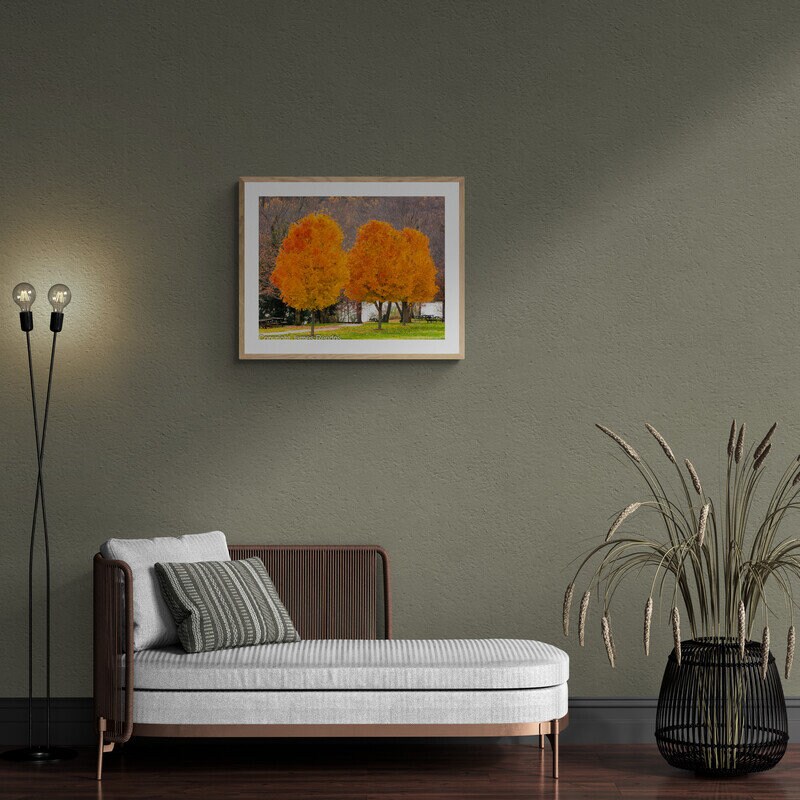 Three Bright Orange Trees in Full Fall Color. A Bright Display of ...