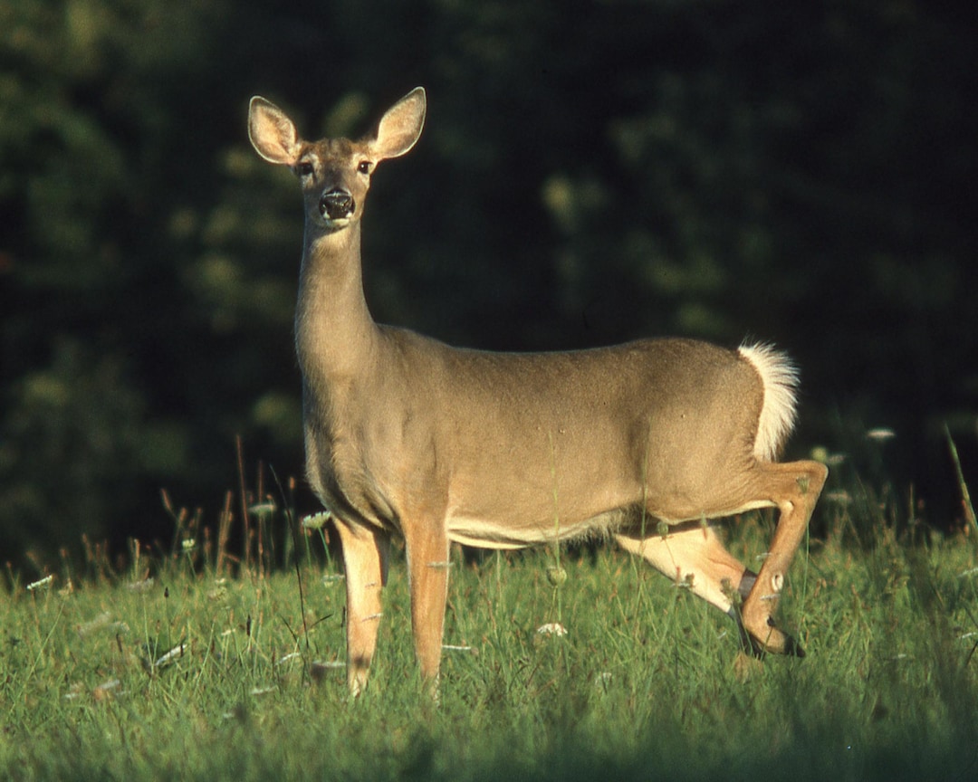Whitetail Doe, Alert and Watching You From a Green Summertime Field, A Photographic Print Made ...