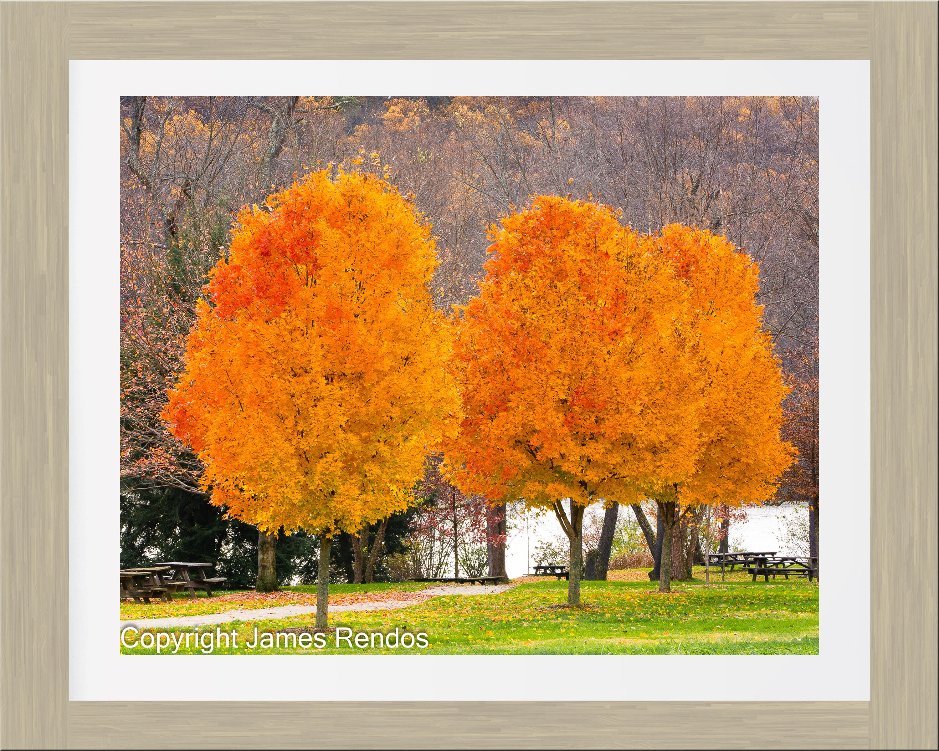 Three Bright Orange Trees in Full Fall Color. A Bright Display of ...