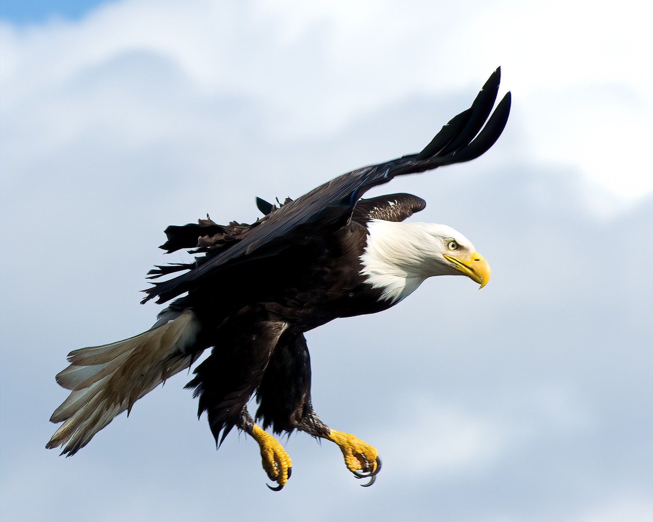 Bald Eagle in Flight Photo Print, Alaskan Wildlife Wall Art - Etsy