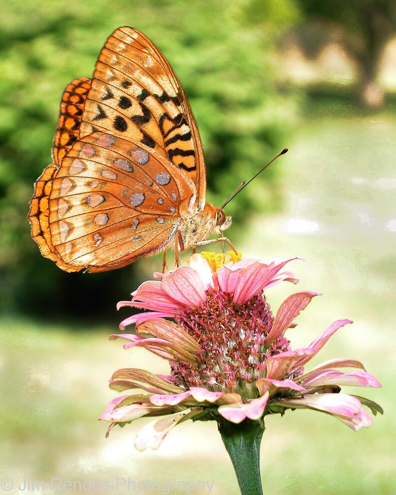 A Digital Image of a Fritillary Butterfly Feeding on a Flower, Close up ...