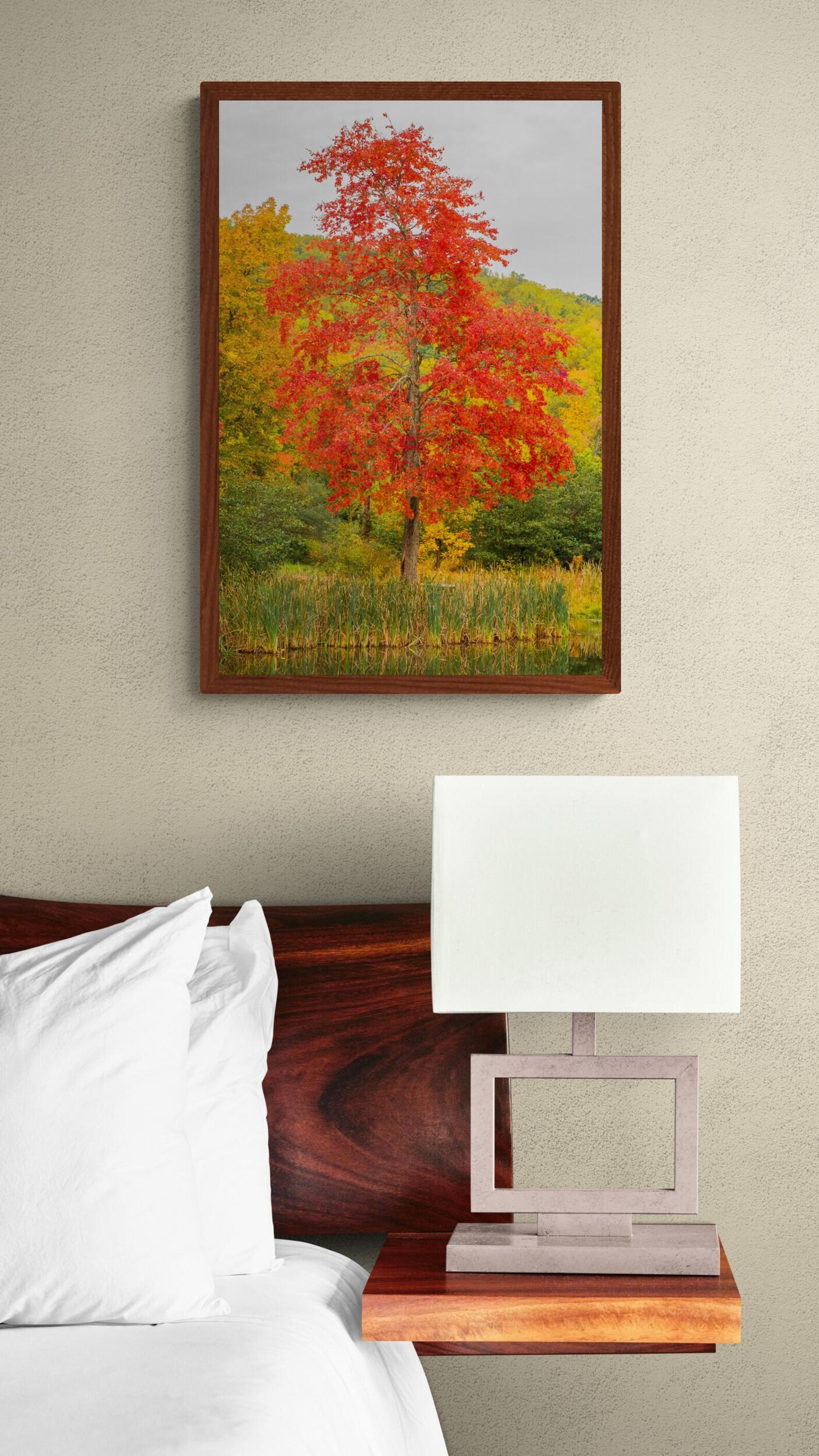 A Bright Red Tree in Full Fall Color. A Bright Display of Colorful Red ...