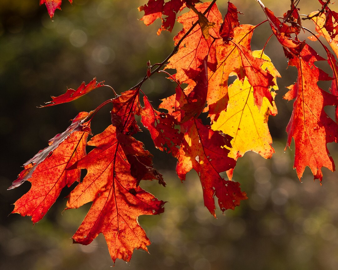 Autumn Leaves Close-up Photo Print, Fall Colors - Etsy