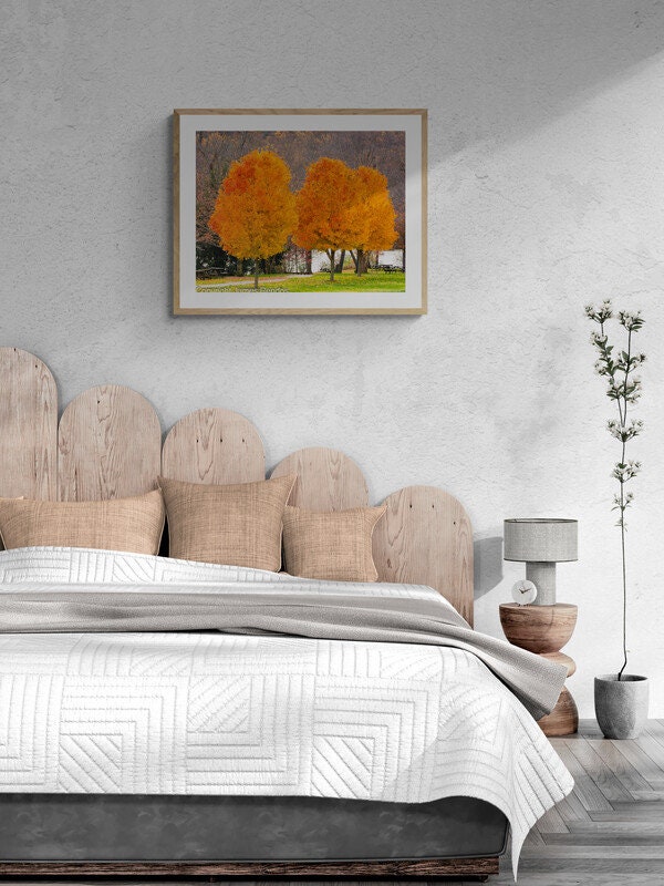 Three Bright Orange Trees in Full Fall Color. A Bright Display of ...
