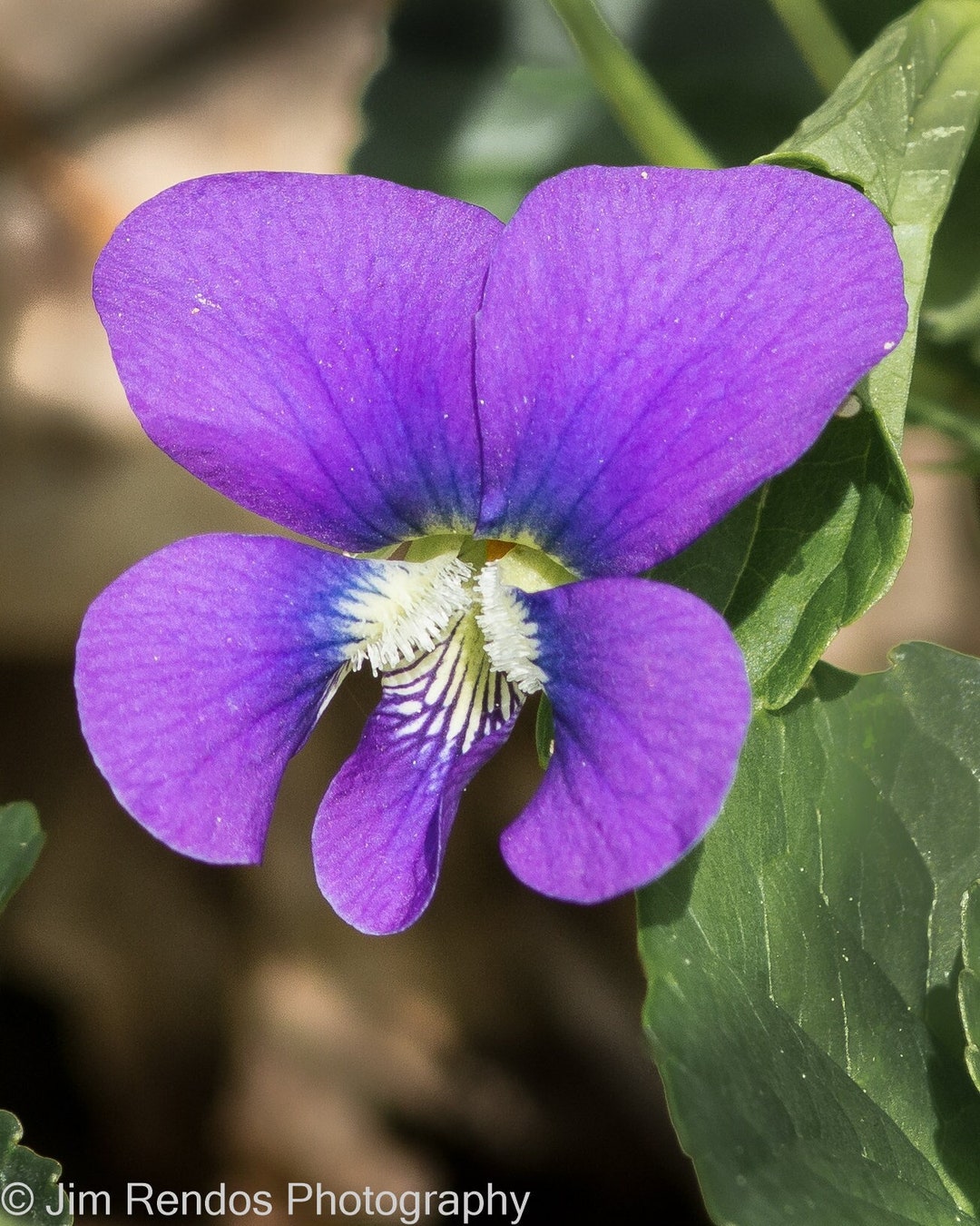 A Wild Violet Wildflower With Purple Petals, an up Close Nature Photo ...