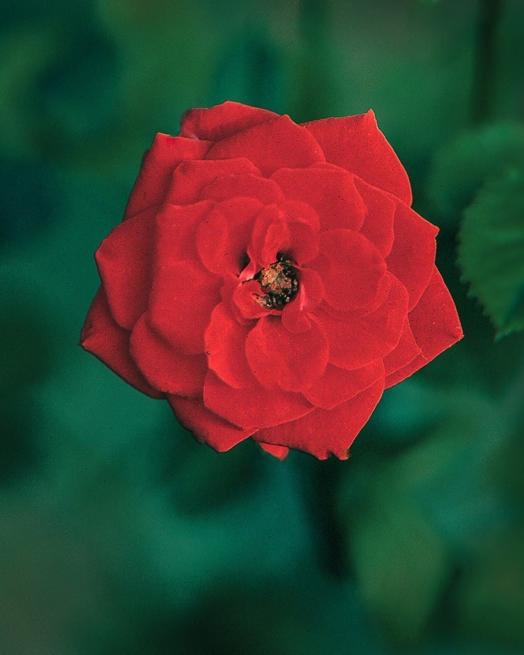 Red Flower up Close in the Greenery, Deep Red Flower Petals Really ...