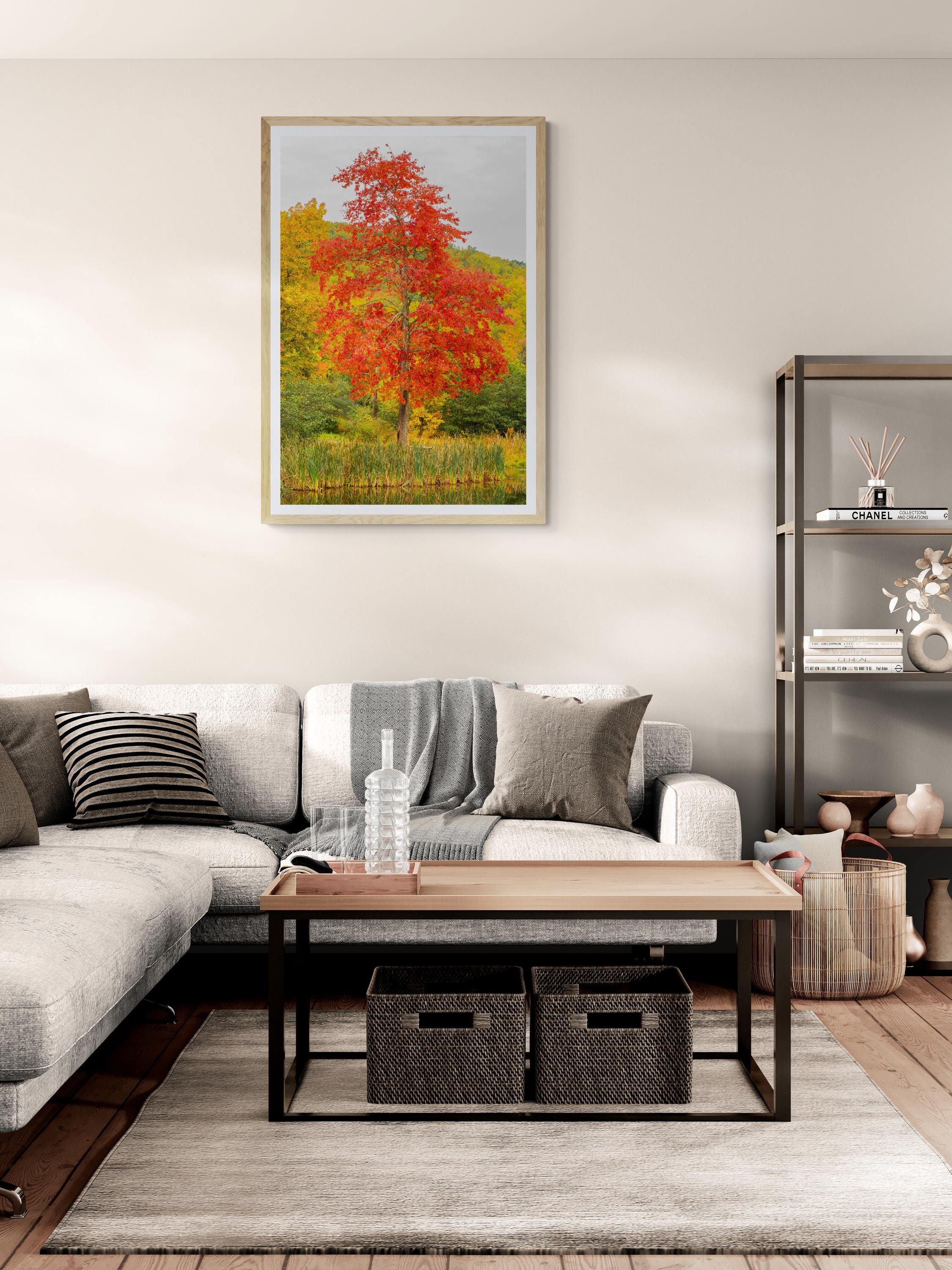 A Bright Red Tree in Full Fall Color. A Bright Display of Colorful Red ...
